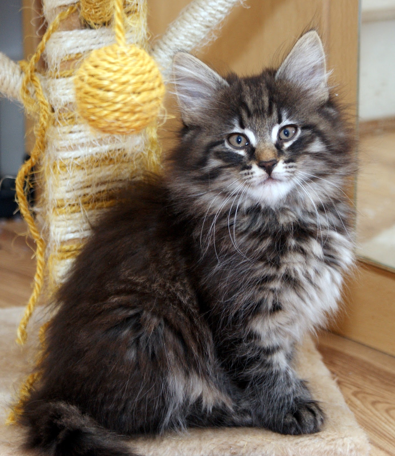 The Adventures of Norskwood Norwegian Forest Cats!: April 2011