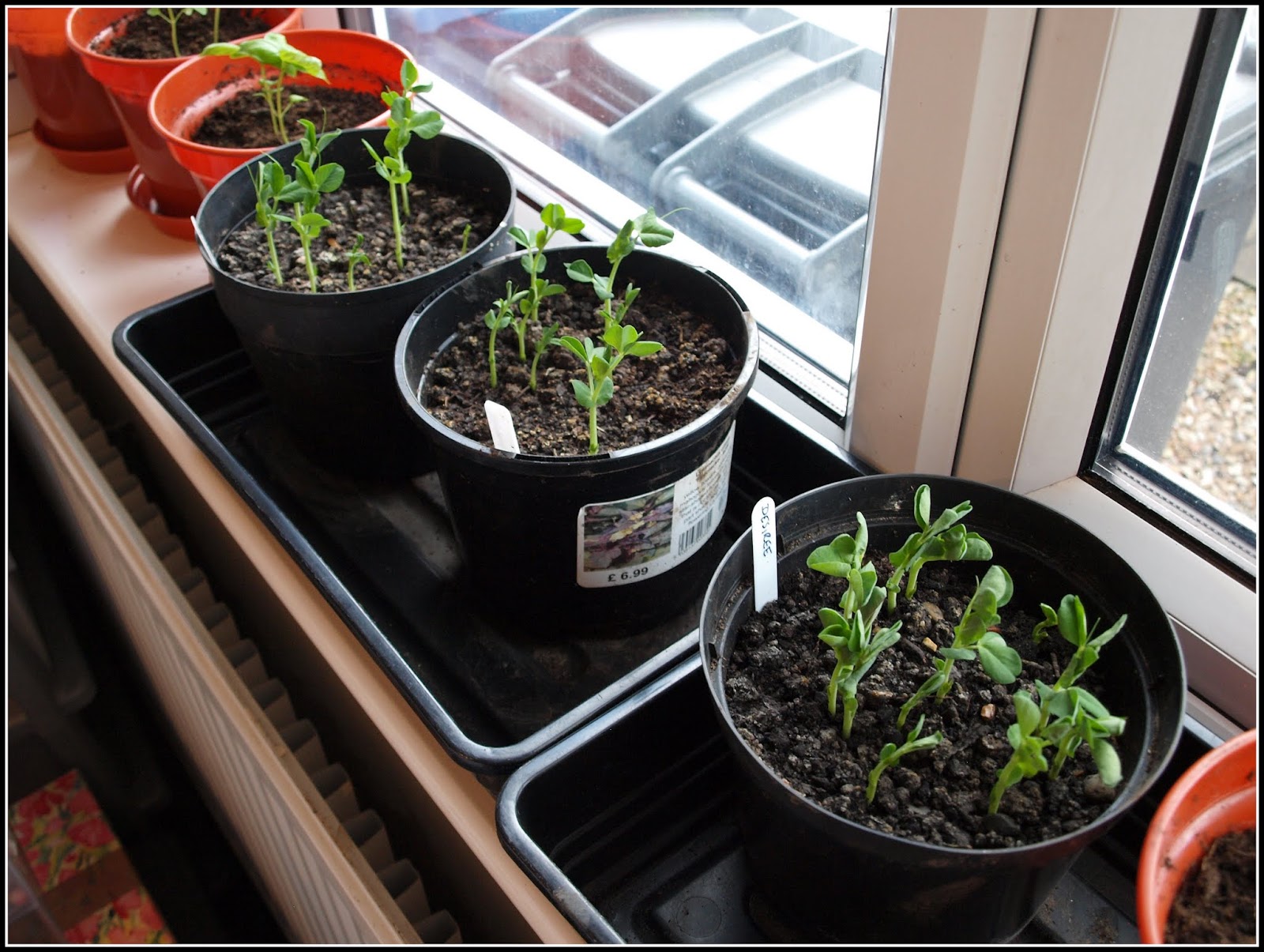 Mark's Veg Plot: Sowing, potting, planting...