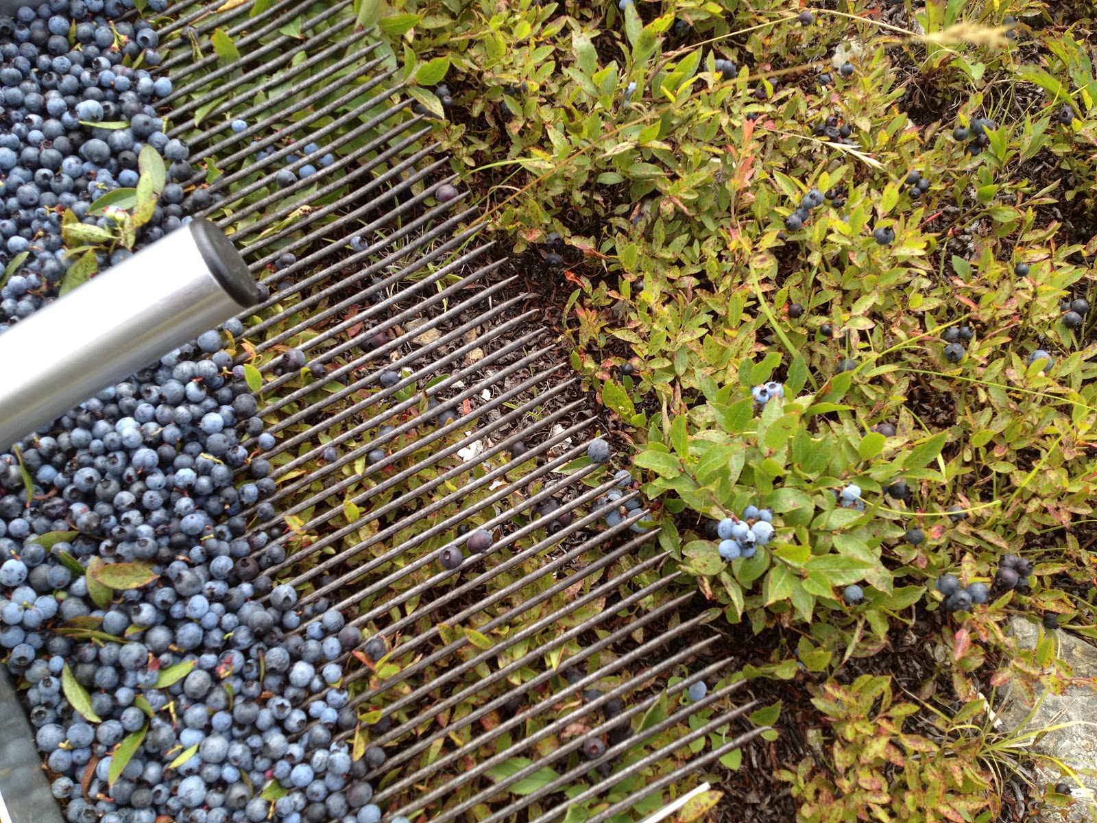 Have You Ever Picked A Carrot?: Wild Maine Blueberries: The King of Fruits