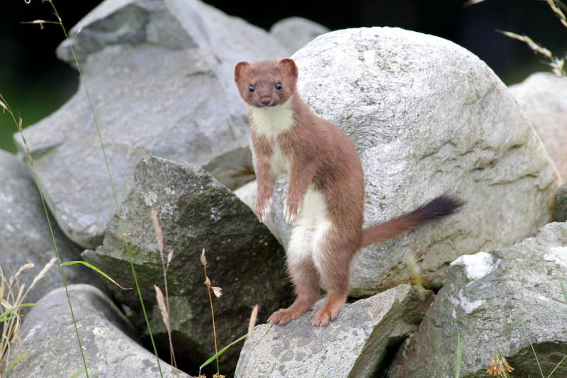 Dermot Breen's Blog: Irish Stoat Part 1