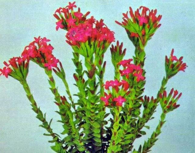 Rochea szkarłatna - grubosz szkarłatny