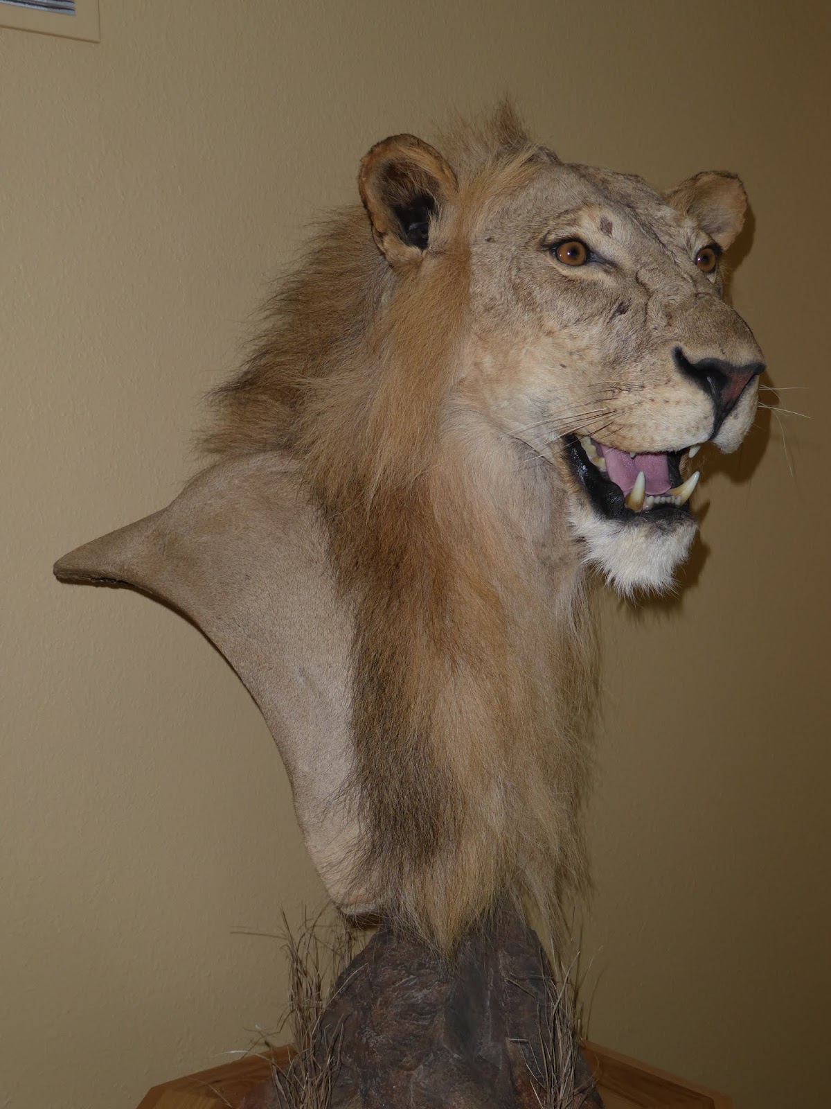 The Taxidermist's Wife: Mounting a Lion-Pedestal Shoulder Mount