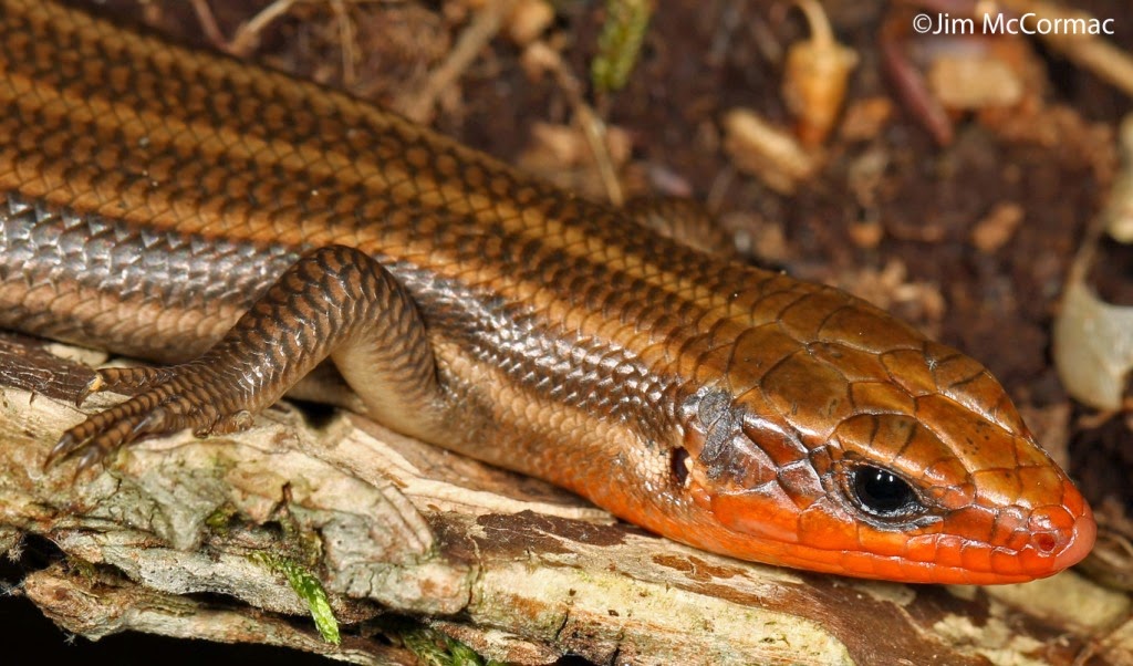 Ohio Birds and Biodiversity: Bugs in the Bog