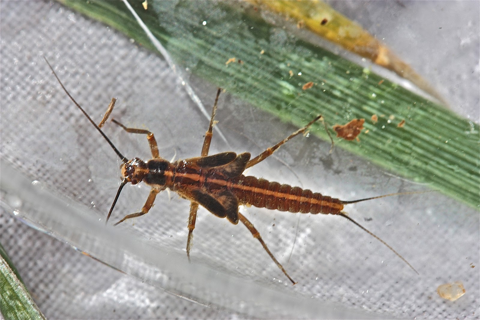 Aquatic Insects of Central Virginia: 找到了! (Gotcha!): The First Large ...