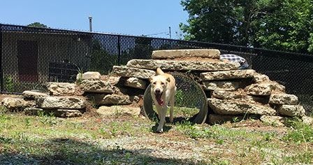 Grand Opening Celebration of the Petsafe Dog Park located at Duke Park