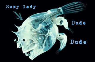 Marine Creature of the Month JULY