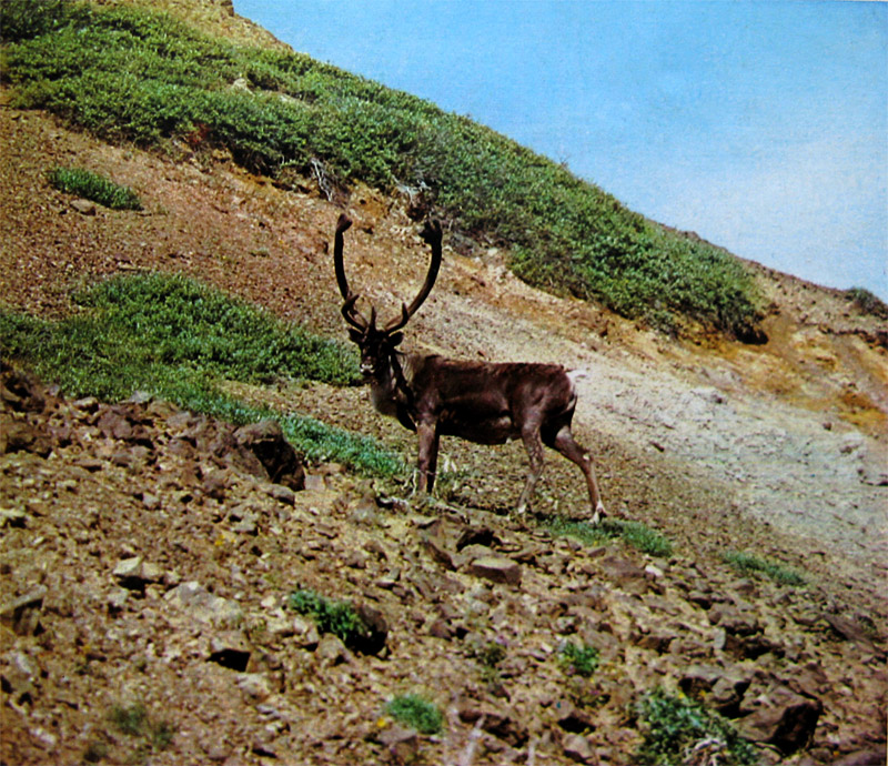 Petit Zoo. Experiencias de Cría en Zoo.: R E N O S.