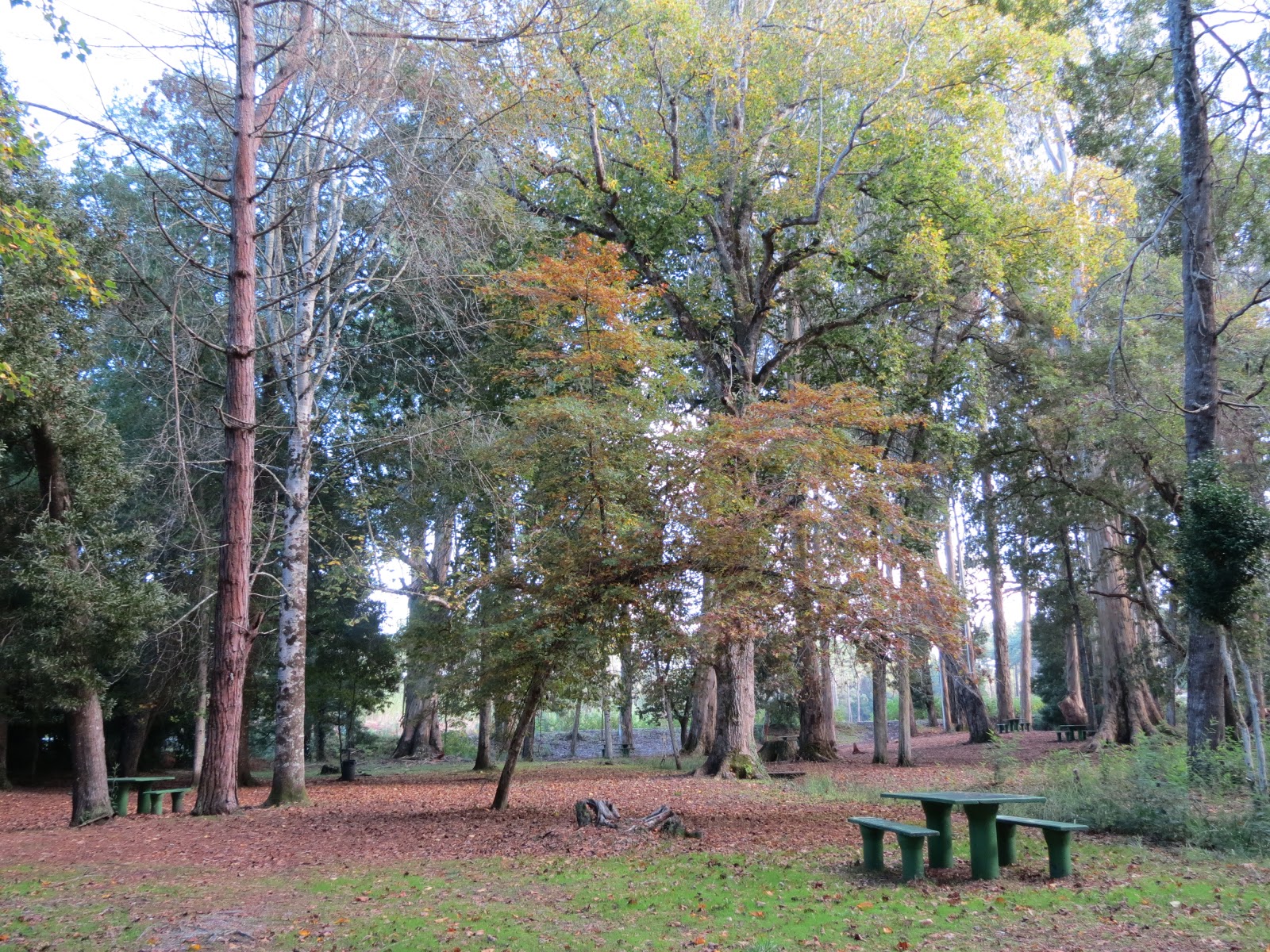 Zee Azul: Pinhal de Leiria