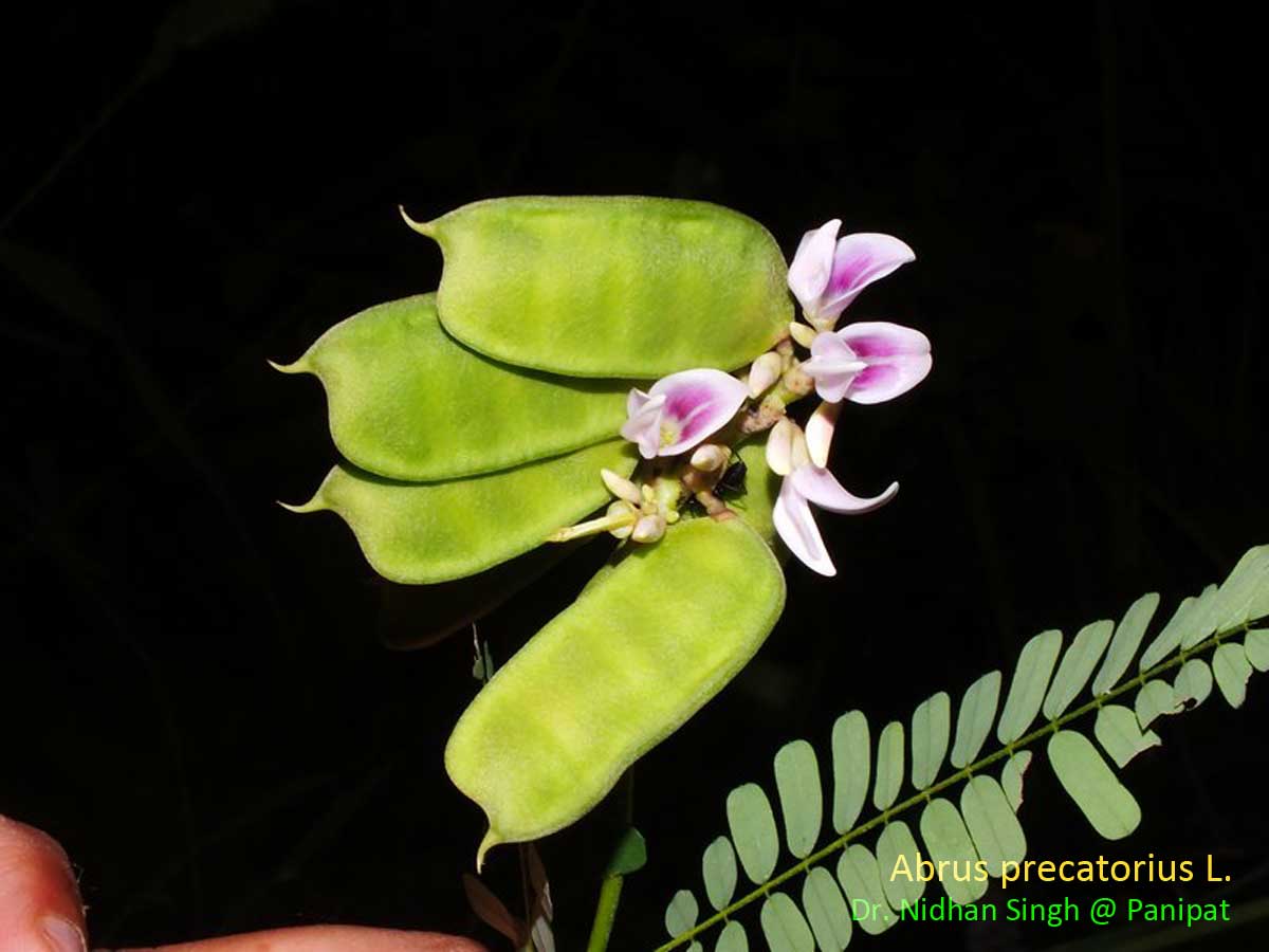 Medicinal Plants: Abrus precatorius, Coral, Gunja, Guruvinda, Gundumani ...