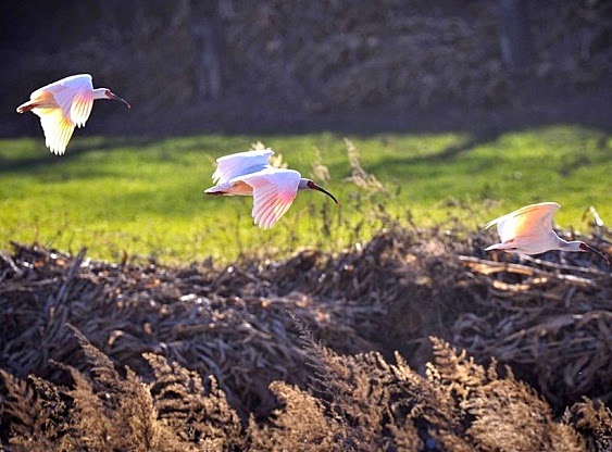 BARRY the BIRDER: Good news about Crested Ibis in China