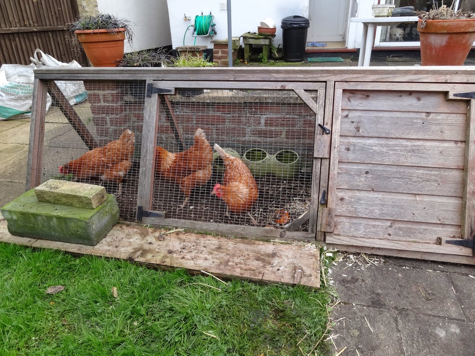 Down on the Allotment: Chicken Sitting