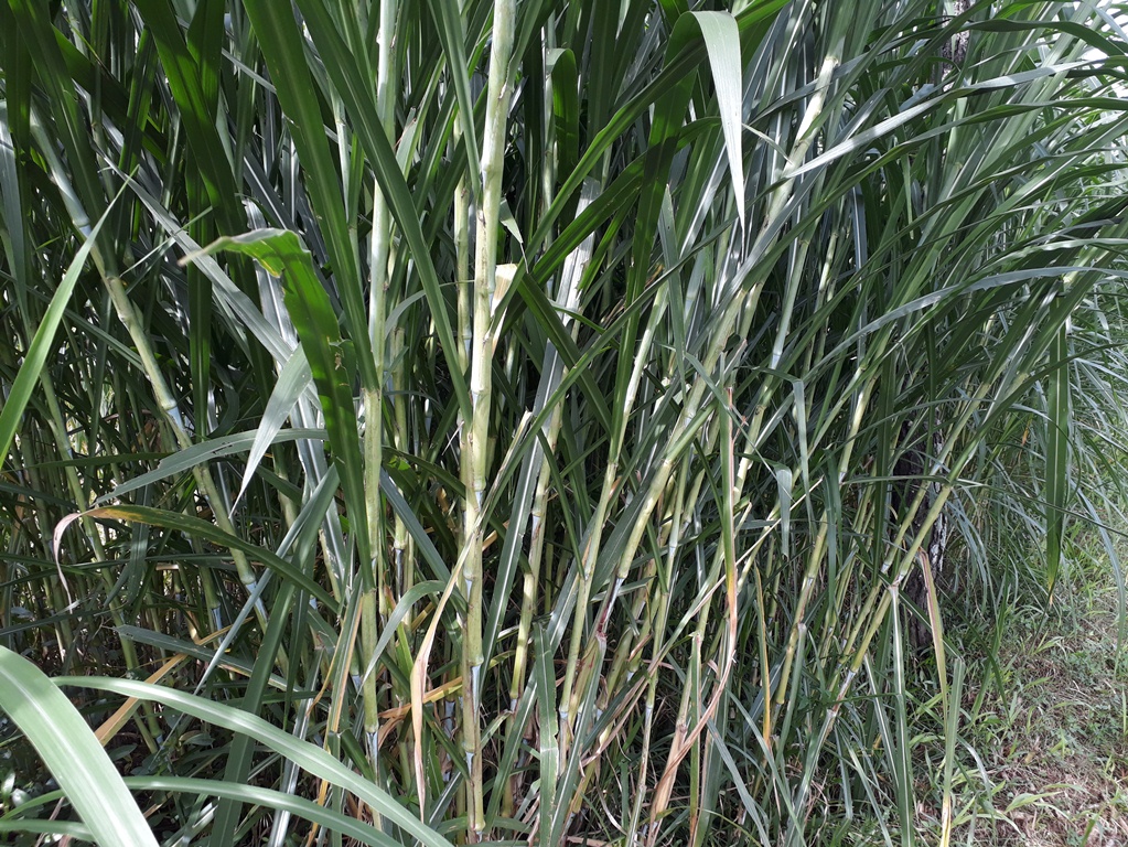 BIBIT RUMPUT GAJAH KING GRASS - Rumput Taman Malang