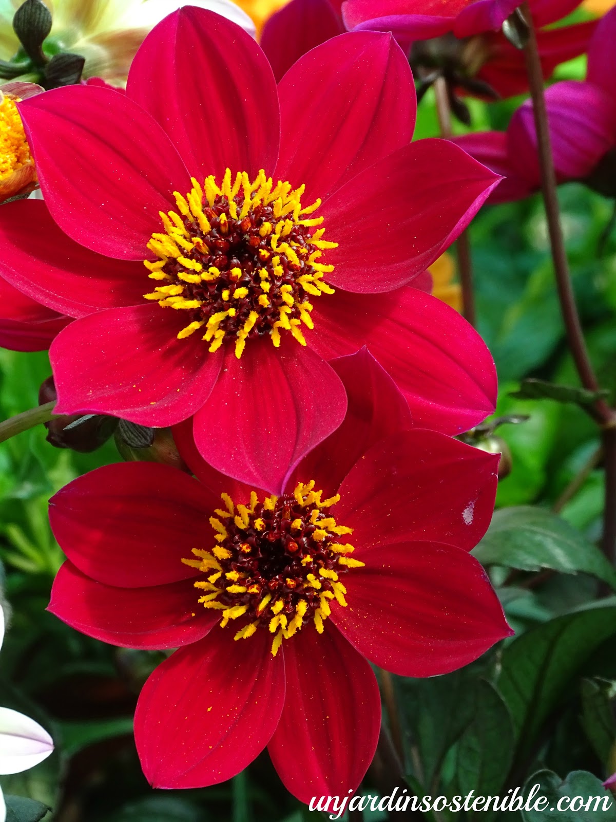 Dahlias (Dalia)