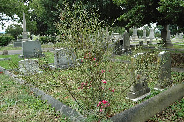 Hartwood Roses: Flowers on Friday ... Hollywood Cemetery This Week