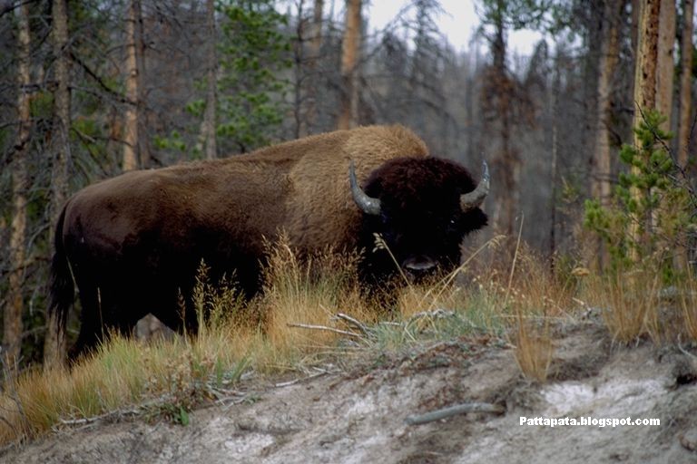 Pictures....පින්තූර : Animal....සත්තු