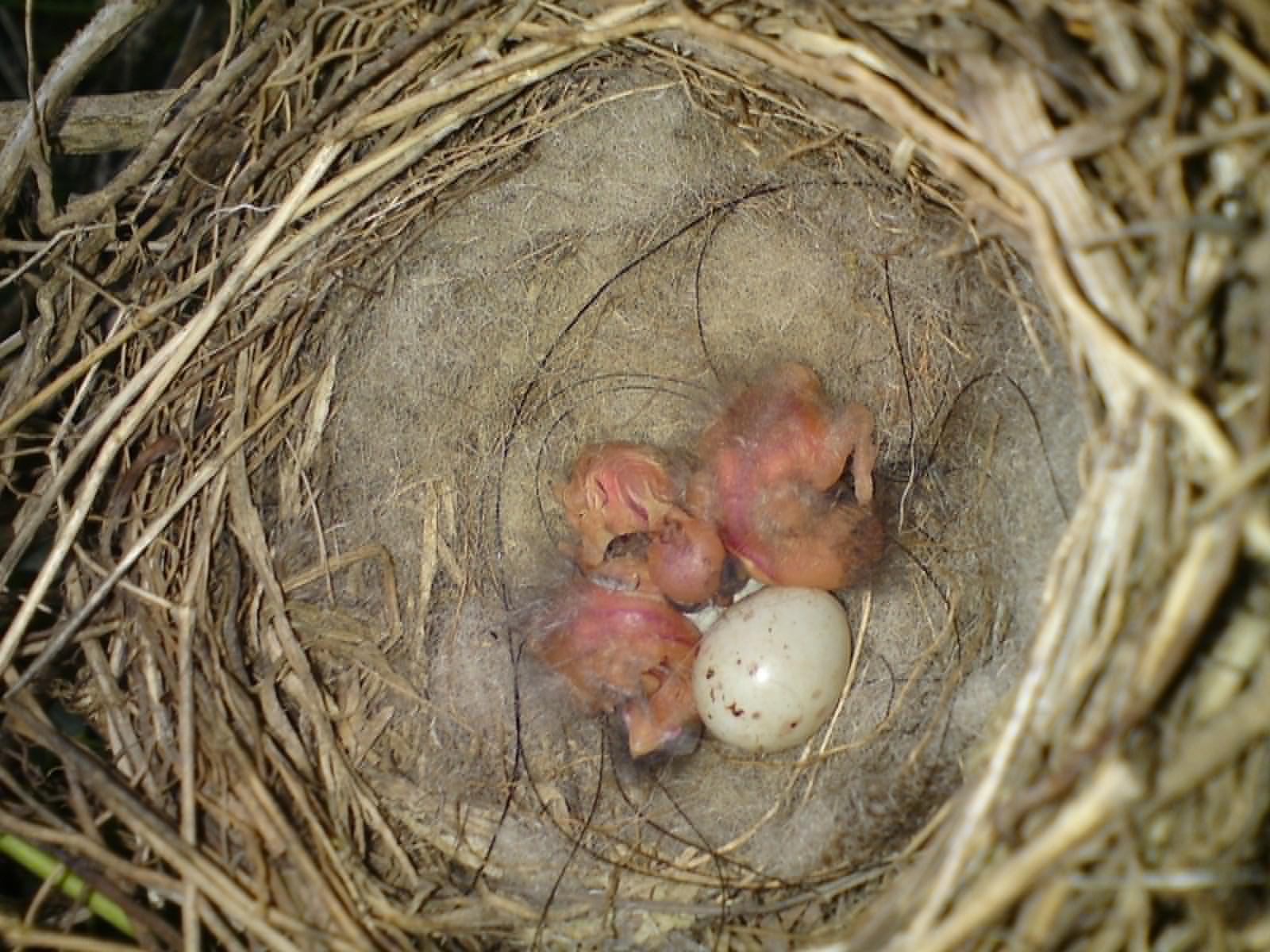 South Notts Ringing Group: May 2012