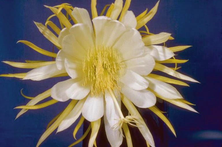 Tamil Cliparts: Flowers - 1