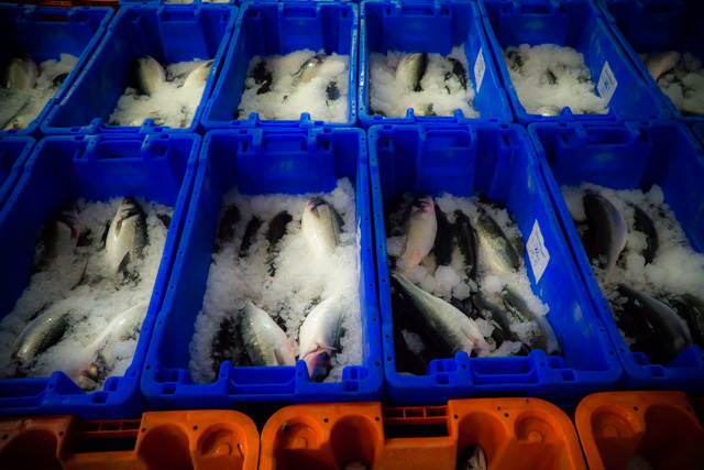 Through the Gaps! - Newlyn Fishing News: It is busy enough on Monday ...