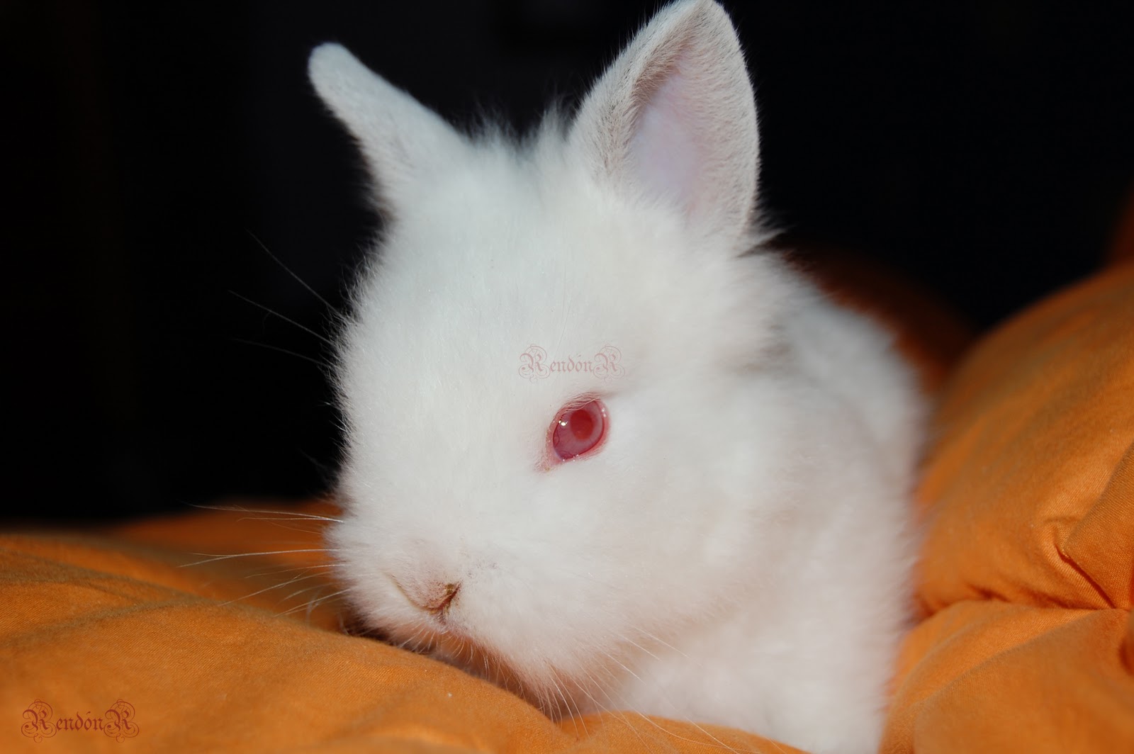 Jardín fotográfico: Conejo Blanco