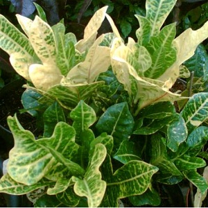 Tanaman Puring (Codiaeum variegatum) - Ganesha Flora Bali