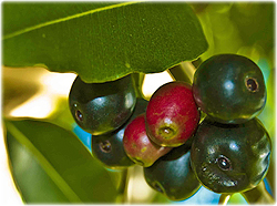 Pashtun Valley: Afghani Fruits