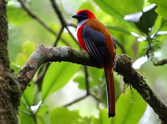 Birds of world: Trogons