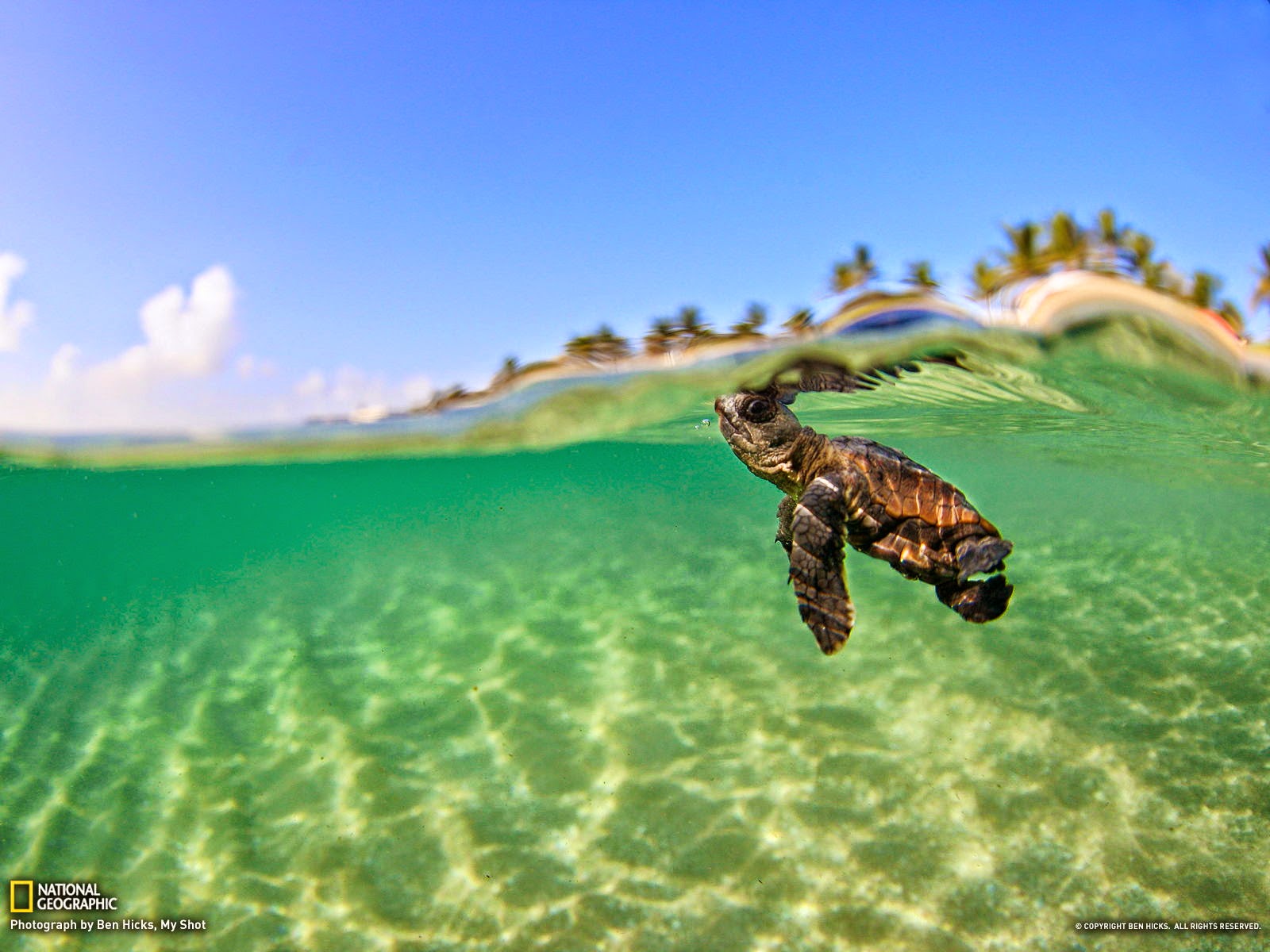 Sea Turtle - HD Wallpapers | Earth Blog