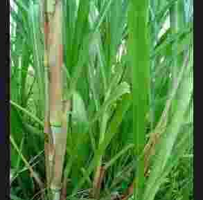 Cara Menanam Rumput Gajah Mini - Bawang Bawangan