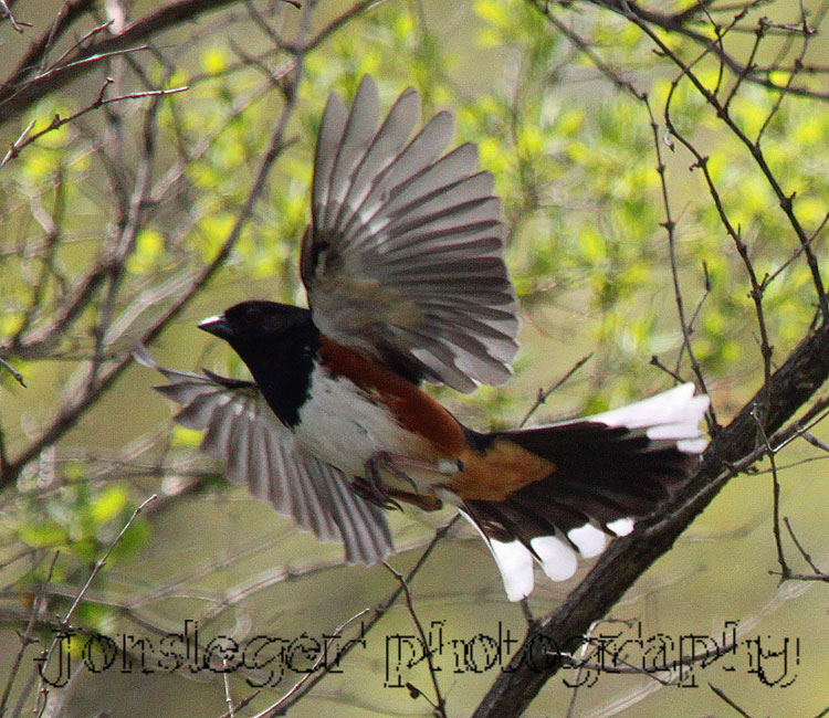 Northern Illinois Birder: Eastern Towhee; Late April Migration to ...