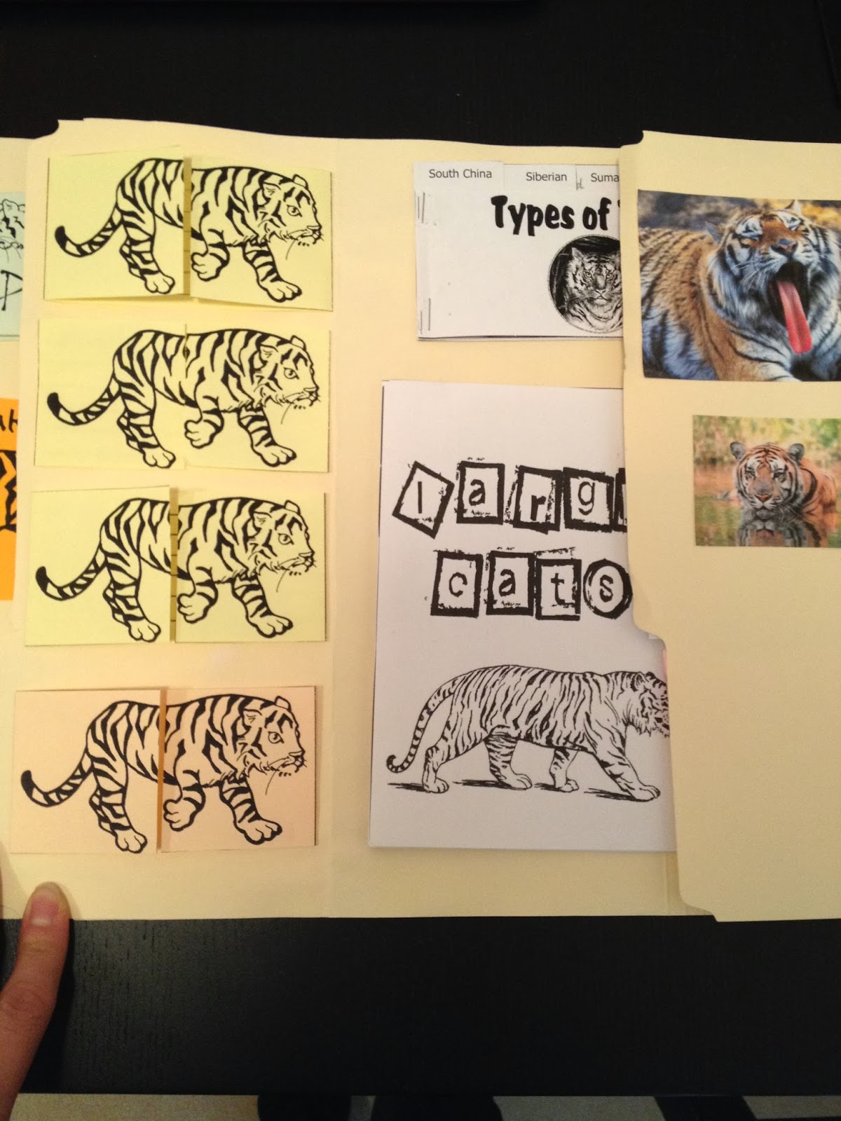 Tiger Lapbook - Lessons from the Gulf