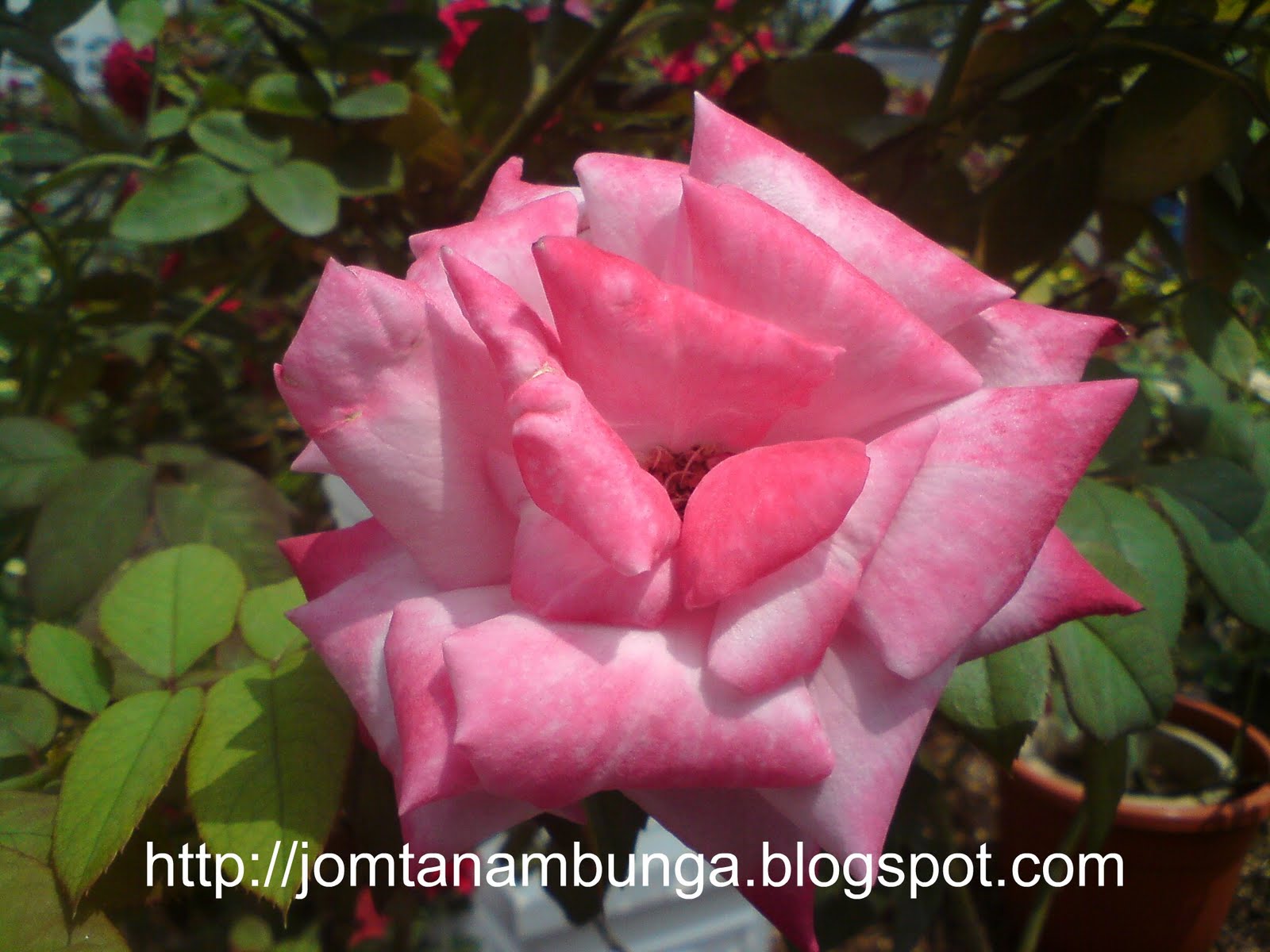 Jom Tanam Bunga: Minyak Wangi Daripada Bunga