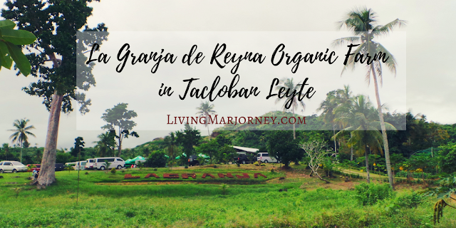 Woman In Digital: Tacloban After Haiyan: La Granja De Reyna Farm