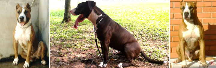 Blog Interessante: Dogue brasileiro - Brazilian dogo - Brazilian dogge