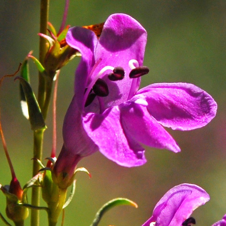 Wildflowers of the Wasatch Mountains and Bear River Range: Key to Penstemon