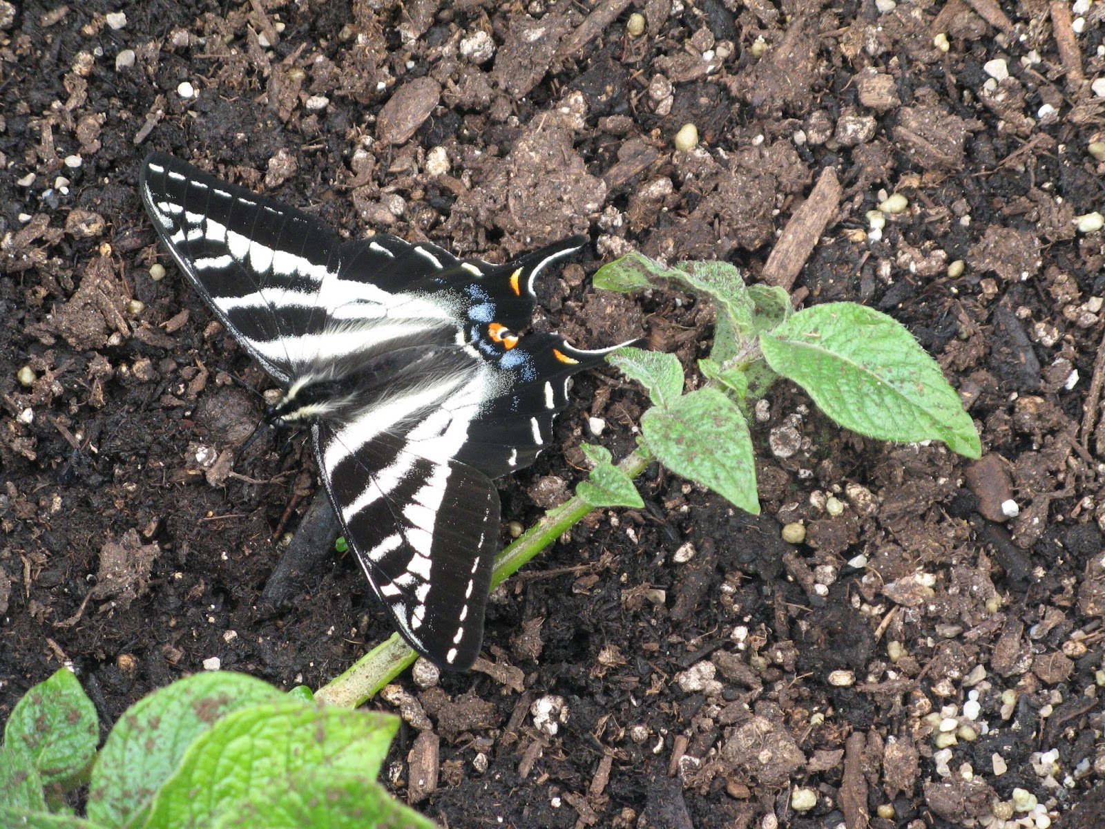 Powell River Books Blog: Coastal BC Insects: Pale Tiger Swallowtail ...