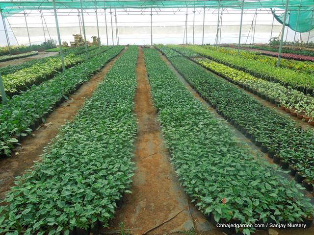 All About Plants : Plants Plant Nurseries In India Pune - Part 4