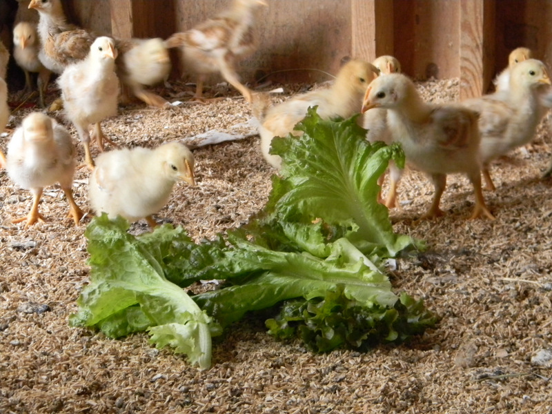 Home Joys: Freedom Ranger Chicks at Two Weeks