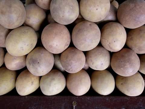 Jenis dan Macam Buah Borneo