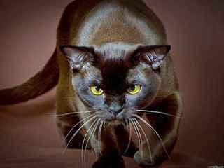 7 Fakta Menarik Tentang Kucing Hitam | TVSoax