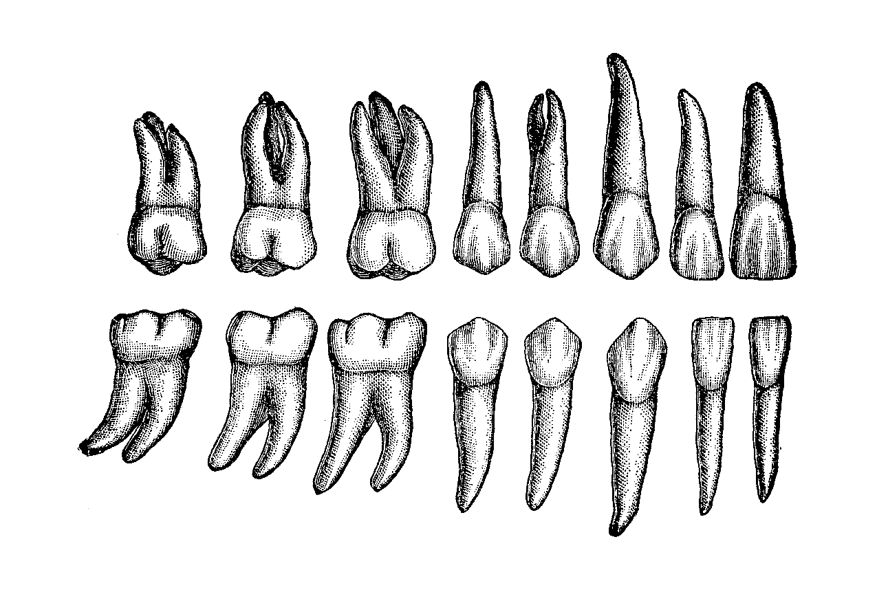 Digital Stamp Design: Free Teeth Digital Stamp: Vintage Illustration of ...