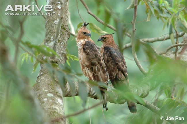 Tierra de águilas, halcones, aguiluchos y otras rapaces: Águila azor de ...