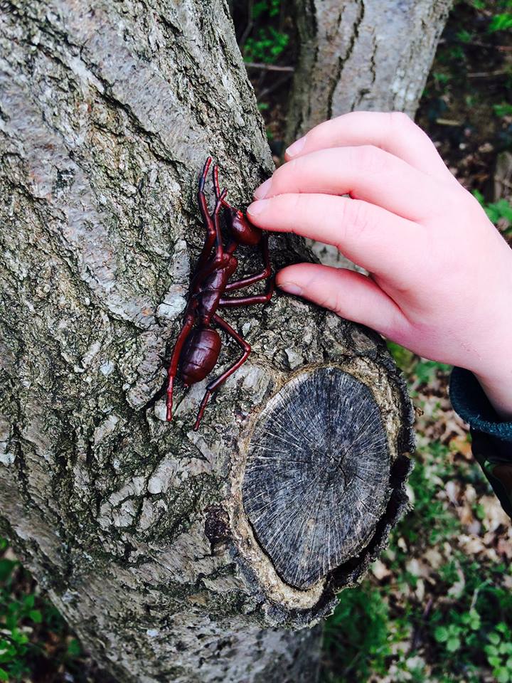 Tales of the March Hare: High Woods Country Park, Turner Road ...