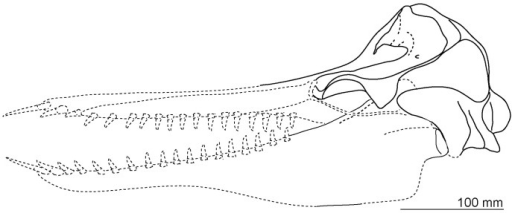 The Coastal Paleontologist: "No, you don't have a Prosqualodon tooth ...
