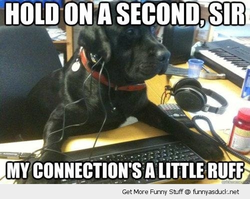 Funny and Wild Animals : Funny Animals On The Phone