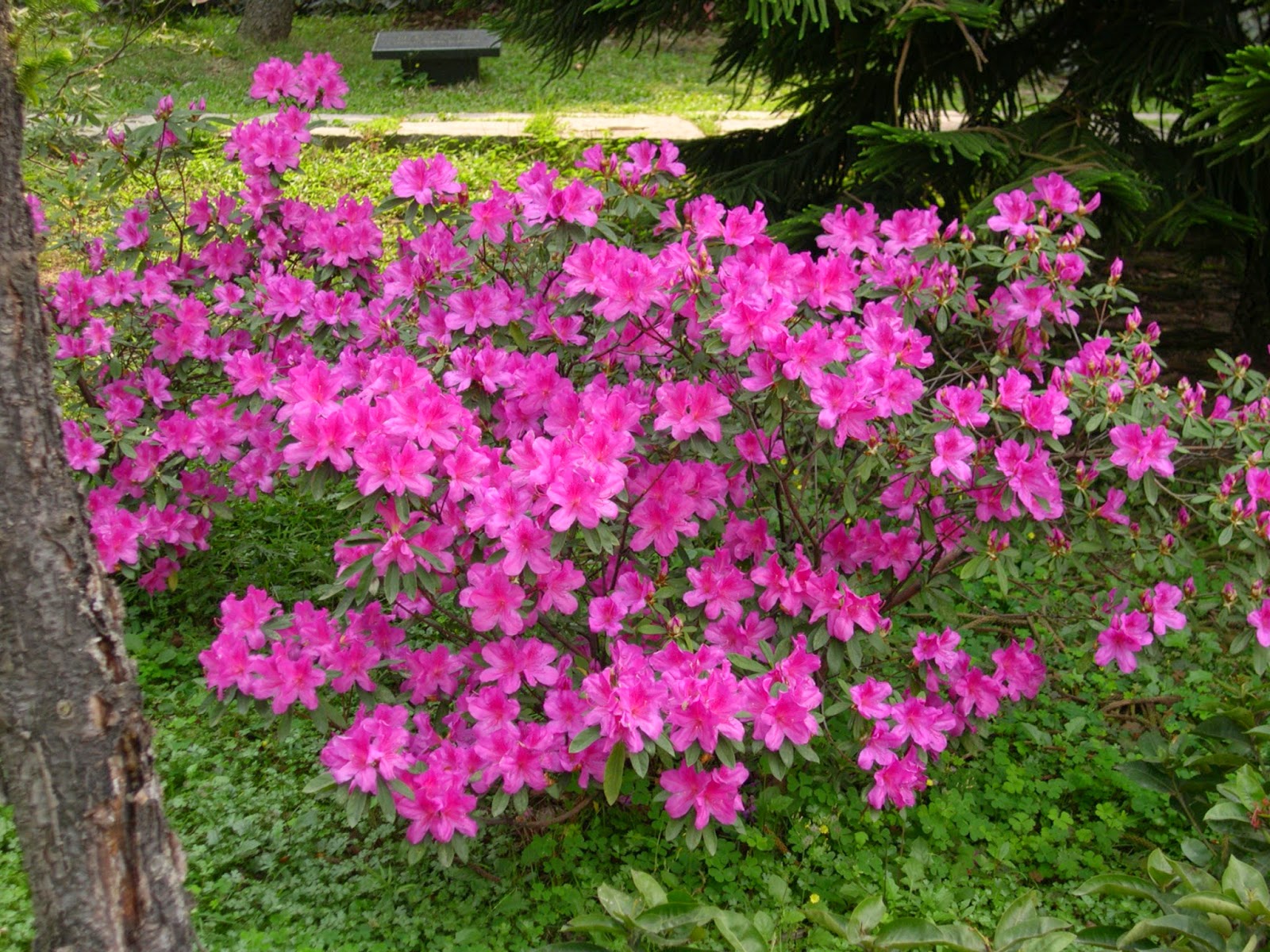 An Oldie's Bicycling Blog: Flower Power Ride 2014