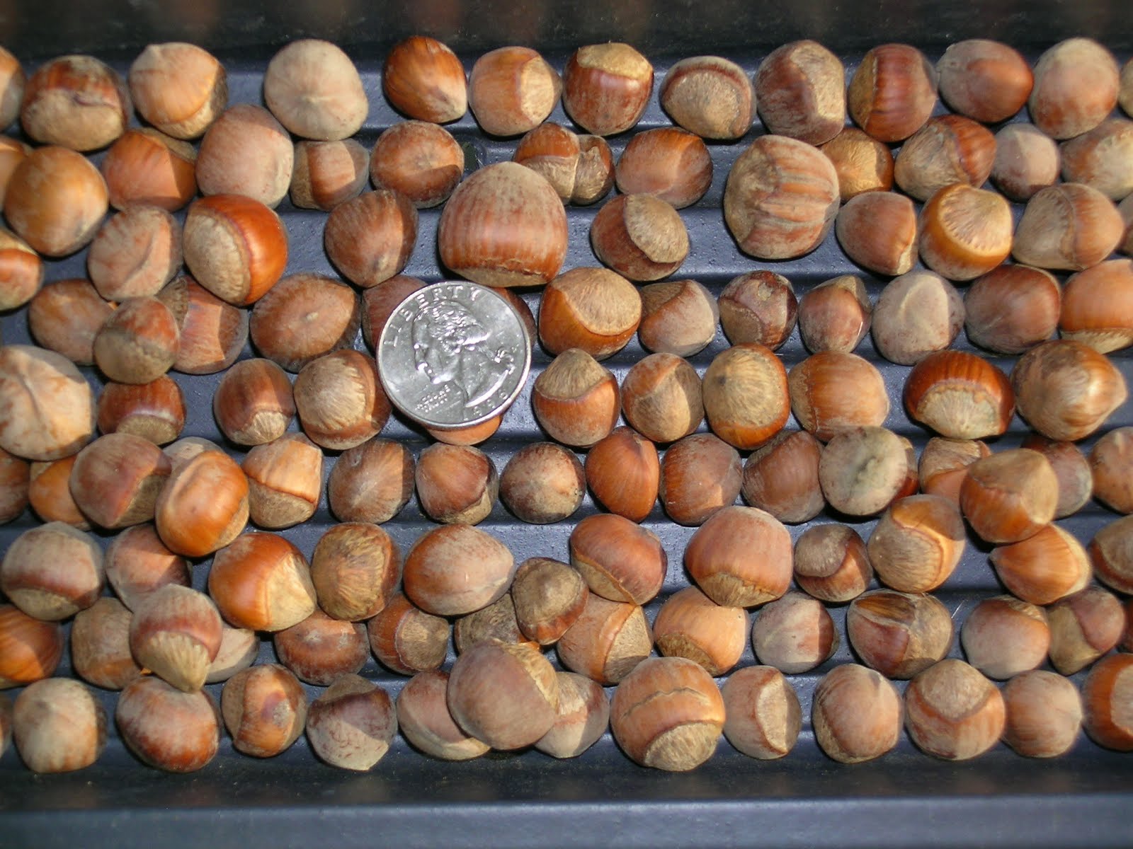 The Badgersett Growers Blog: Hazel Machine Harvest Press Release