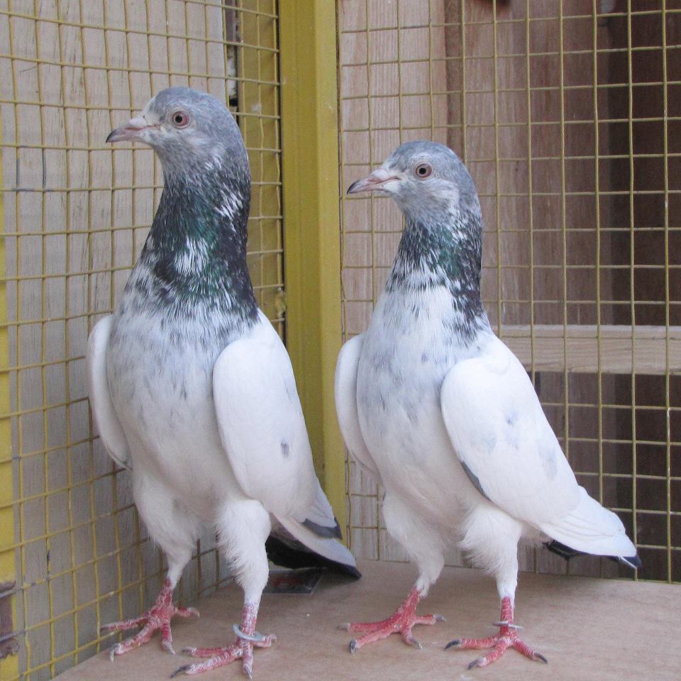 Latest Pigeons (kabootar) Pair - Pigeons Pics | Latest Pigeons ...