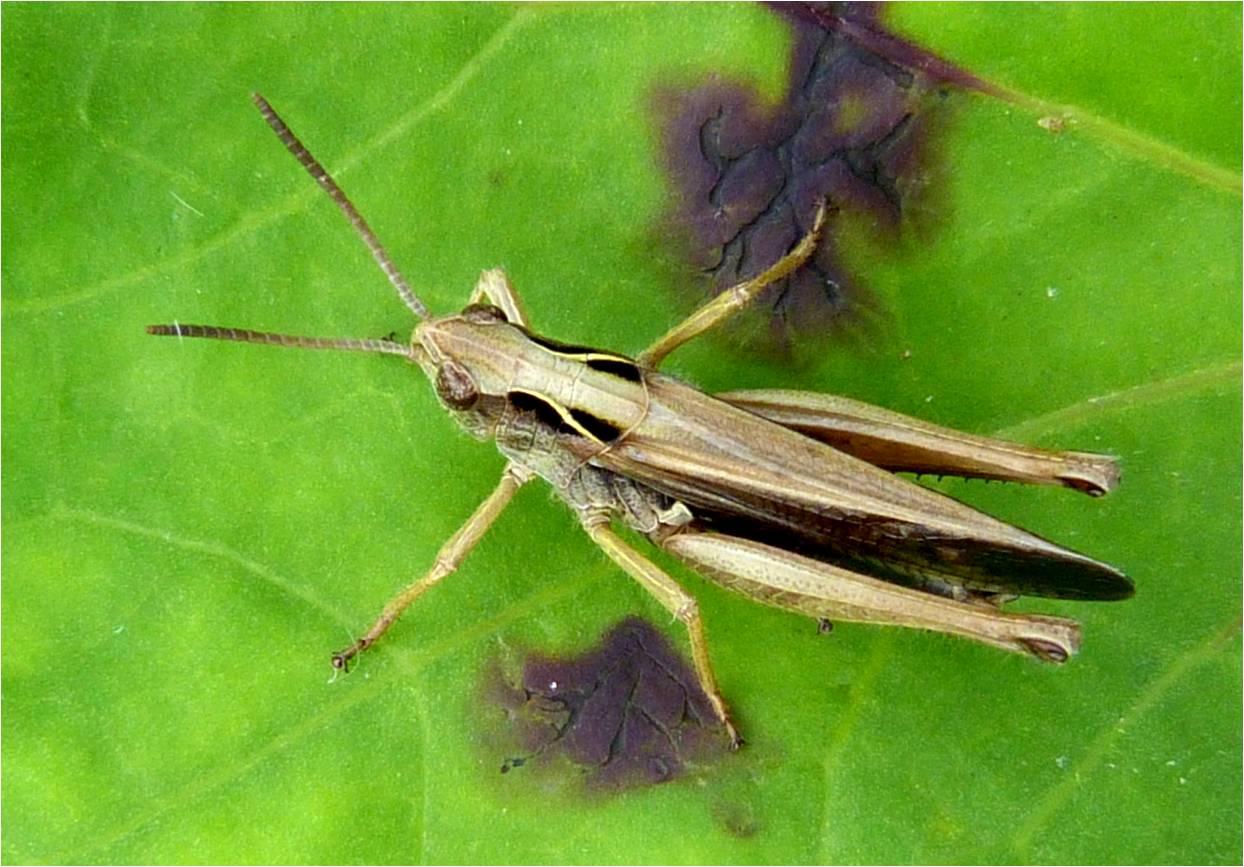 Insects of Scotland: Grasshoppers