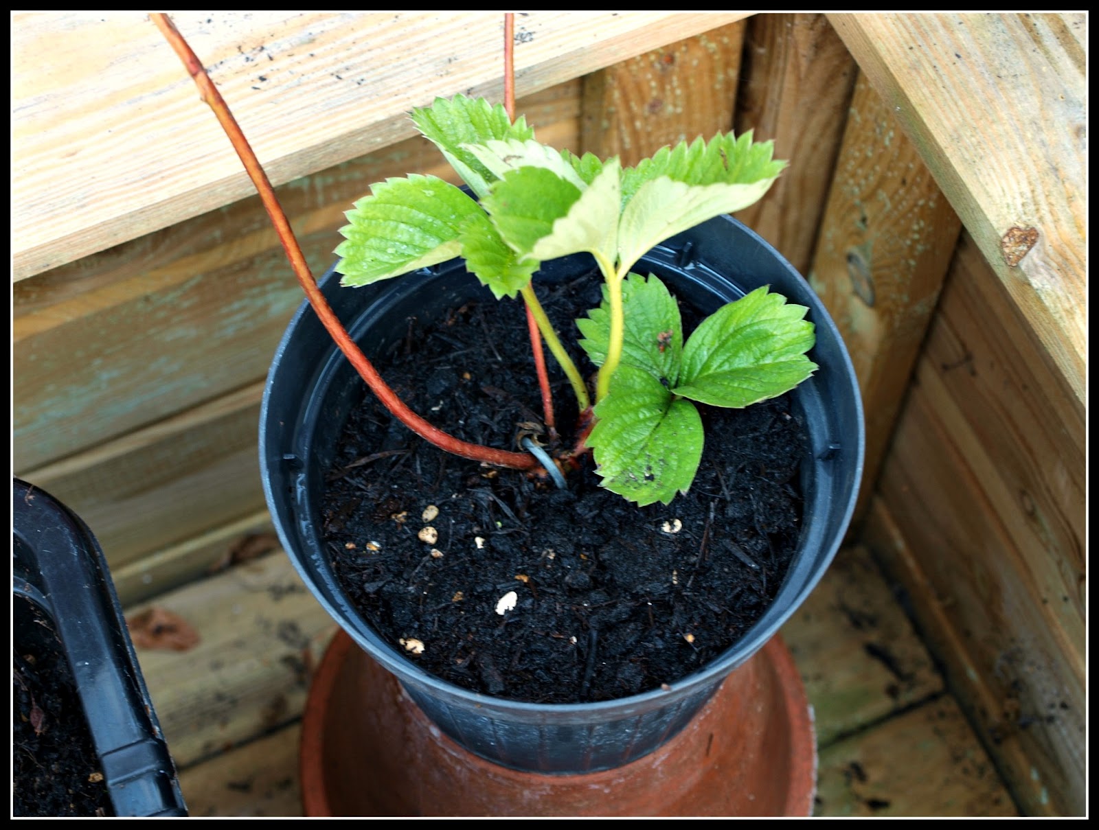 Mark's Veg Plot: Propagating Strawberries