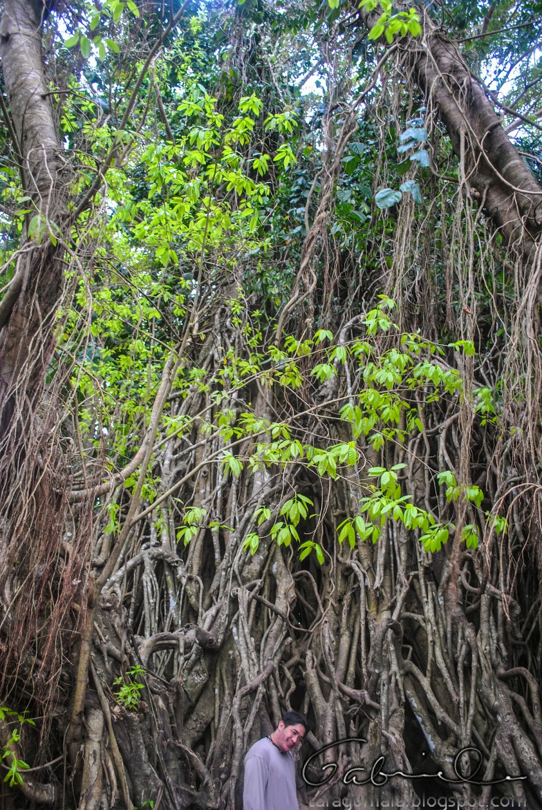Tara Gumala: Millennium Tree in Baler, Aurora